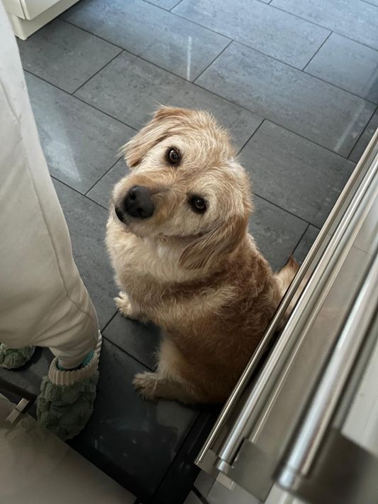 ProRetriever e. V. — Bargteheide — Tierheim, Tierschutz, Tierheim in der Nähe - das sind unsere ...
