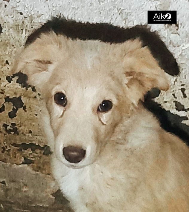 Georgie — Mischling — Dein Haustier / Tier finden - Finde deinen ...