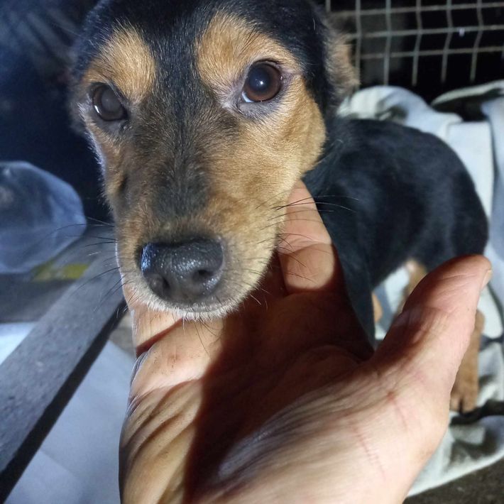 Jakob — Mischling — Dein Haustier / Tier finden - Finde deinen ...