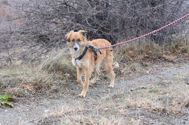 Amir — Mischling — Dein Haustier / Tier finden - Finde deinen passenden ...