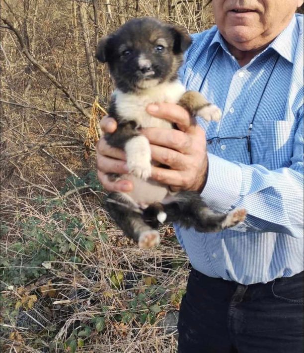 Kati 🐶 ️🐕 — Mischling — Dein Haustier / Tier finden - Finde deinen ...