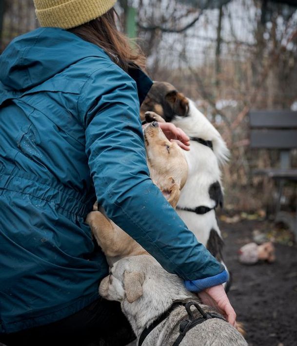 RUBETTA — Mischling — Dein Haustier / Tier finden - Finde deinen ...