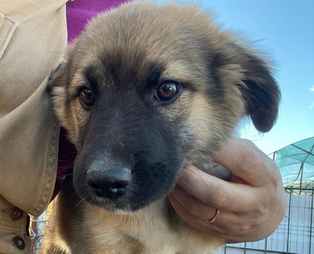 🌸Sanftes Welpenmädchen Lily🌸 — Mischling — Dein Haustier / Tier finden ...