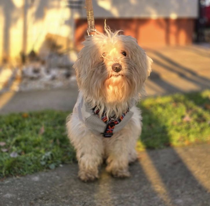 ️ Benji — Malteser Mix — Dein Haustier / Tier finden - Finde deinen ...