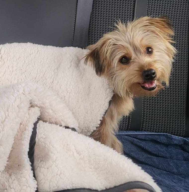 Benji — Mischling — Dein Haustier / Tier finden - Finde deinen ...