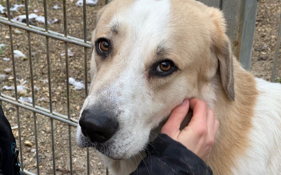 Elian — Herdenschutz-Mix — Dein Haustier / Tier finden - Finde deinen ...