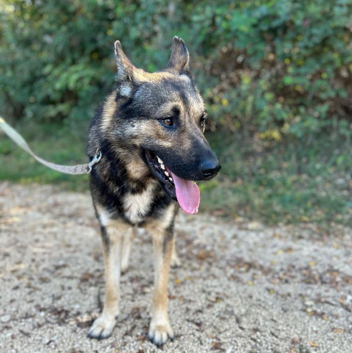 Schäferhund-Mix Torres — Schäferhundmix — Dein Haustier / Tier finden ...