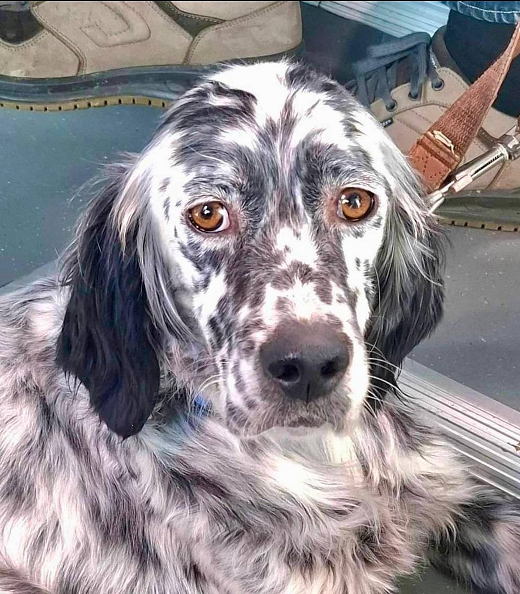 LIVIA — English-Setter — Dein Haustier / Tier finden - Finde deinen ...