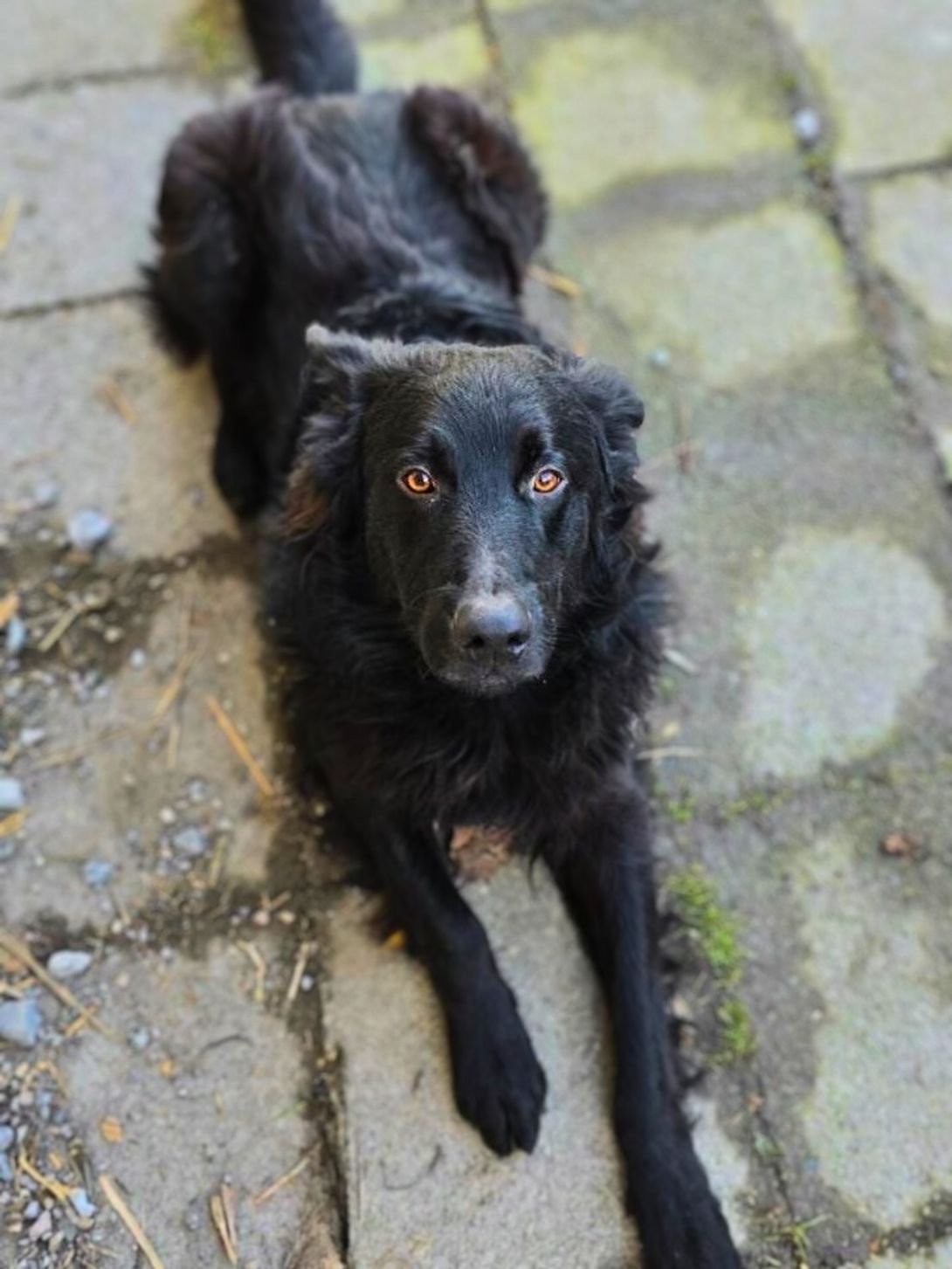 Mailo🐾wartet in 76661 — Altdeutscher Hüte-/kroatischerSchäferhund ...