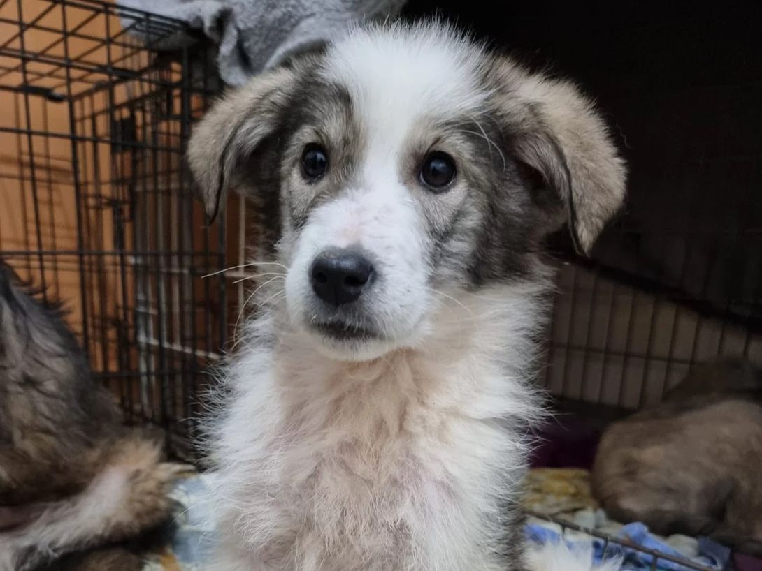 Herdenschutz-Mix Helmi — Mischling — Dein Haustier / Tier finden ...