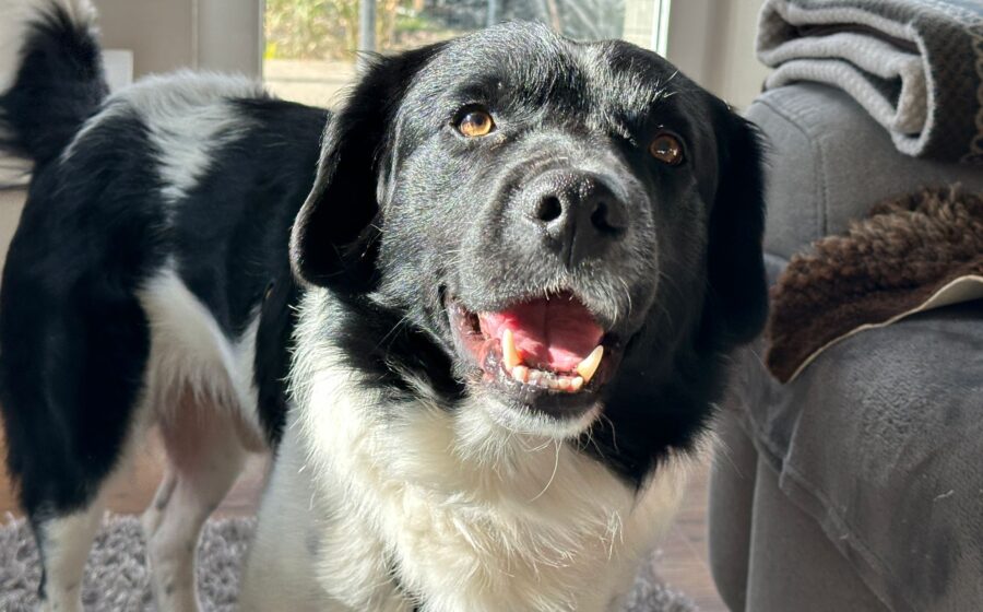 Roberto — Mischling — Dein Haustier / Tier finden - Finde deinen ...