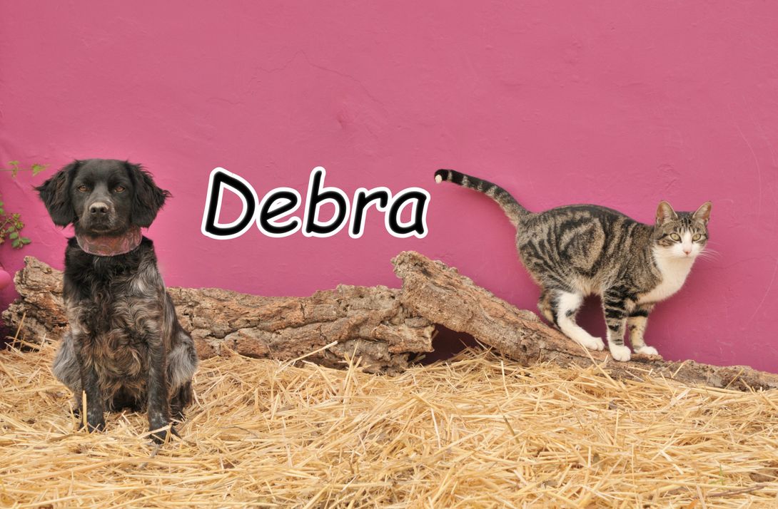 Debra — Epagneul Breton — Dein Haustier / Tier finden - Finde deinen ...