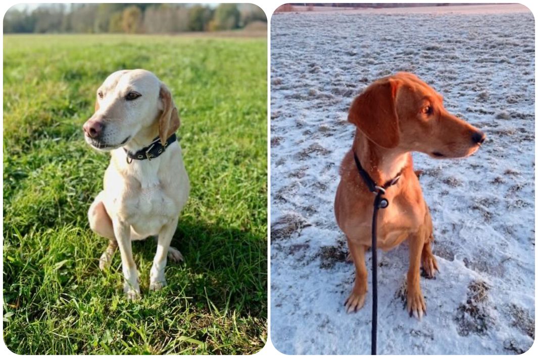 Winston — Mischling — Dein Haustier / Tier finden - Finde deinen ...