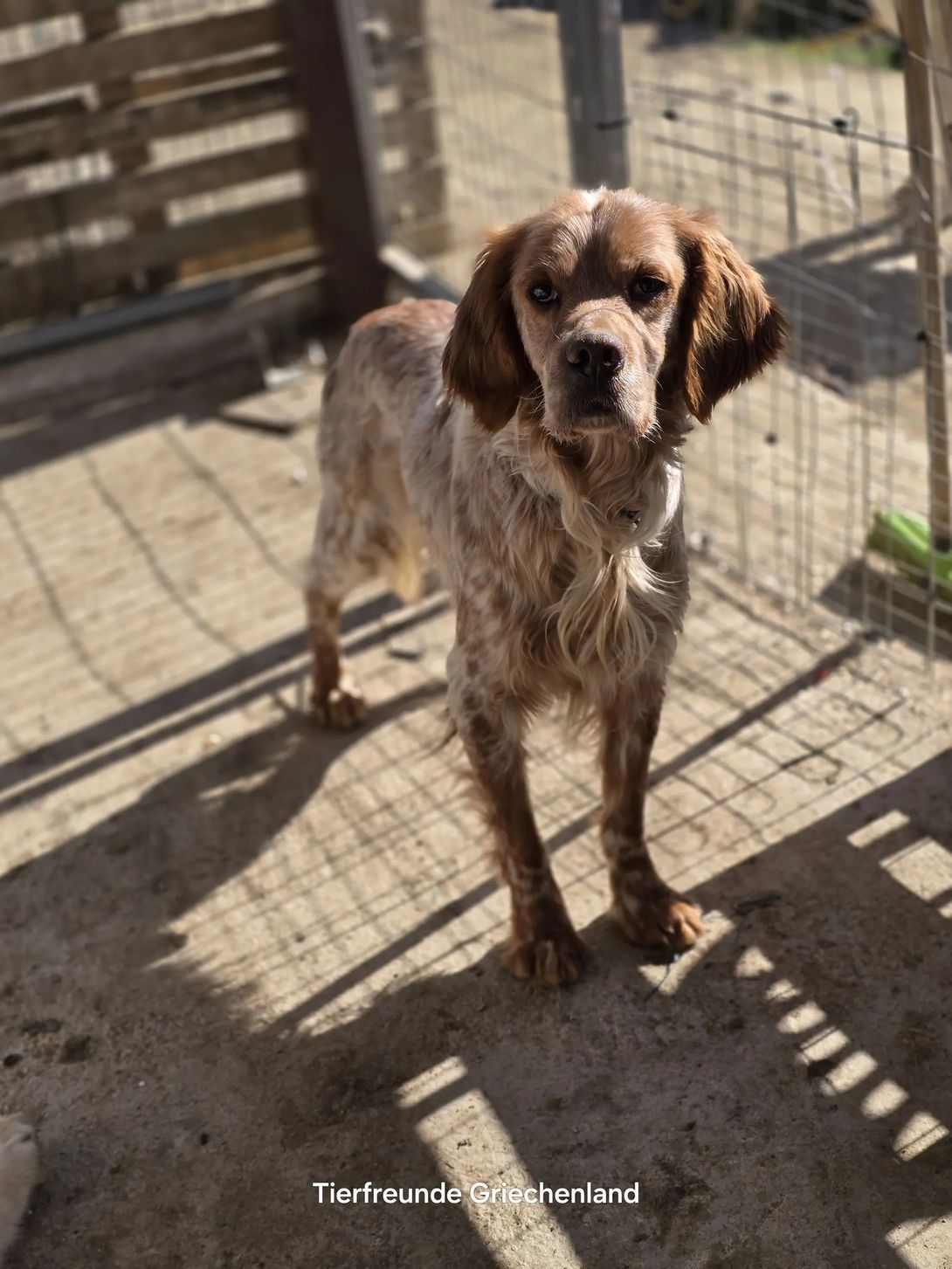 Sunny — English Setter — Dein Haustier / Tier finden - Finde deinen ...