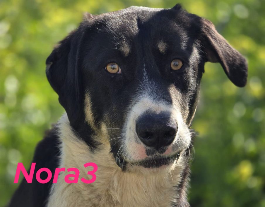 Nora3 — Spanischer Mastiff — Dein Haustier / Tier finden - Finde deinen passenden Hund oder ...