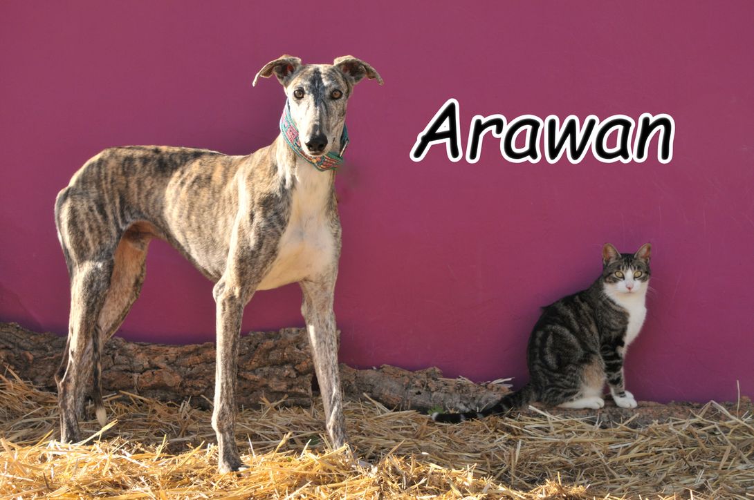 Arawan — Galgo Espanol — Dein Haustier / Tier finden - Finde deinen ...