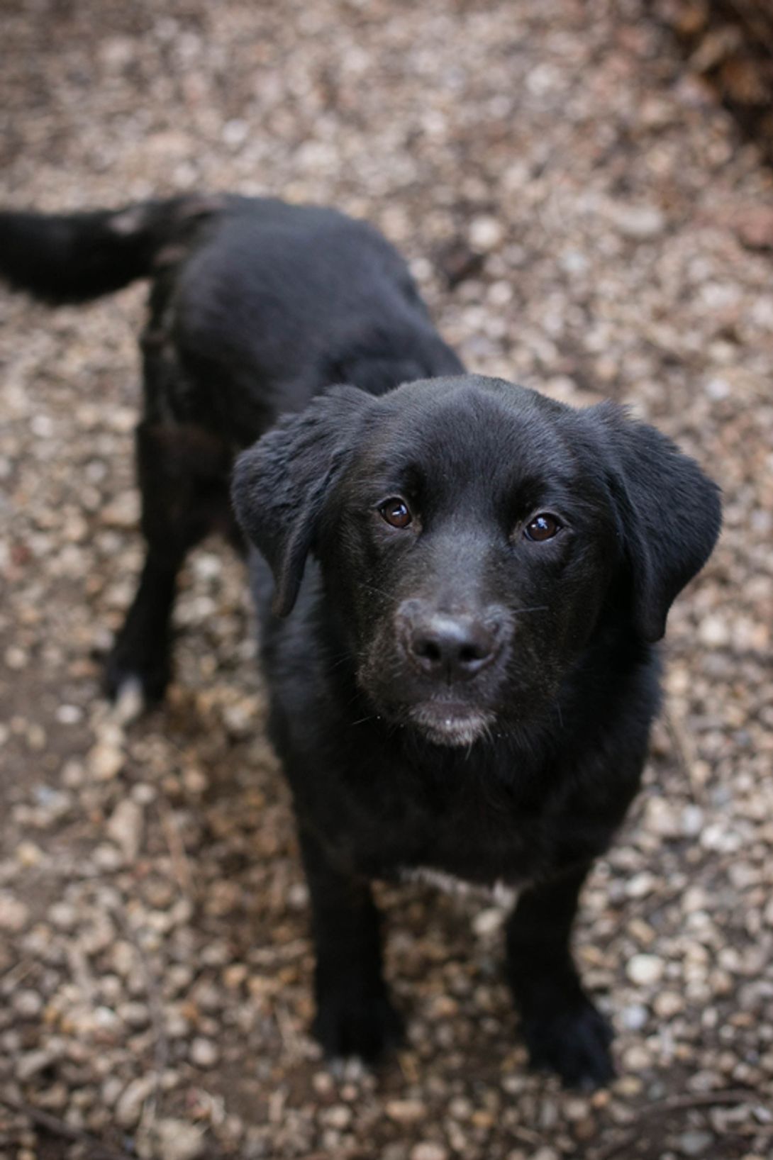 Neo — Labrador Mischling — Dein Haustier / Tier finden - Finde deinen ...