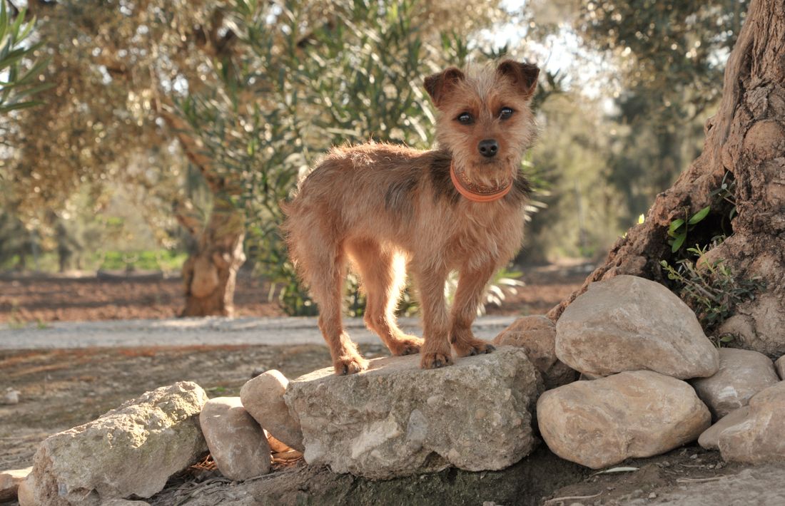Doris — Yorkshire Terrier - Mischling — Dein Haustier / Tier finden ...