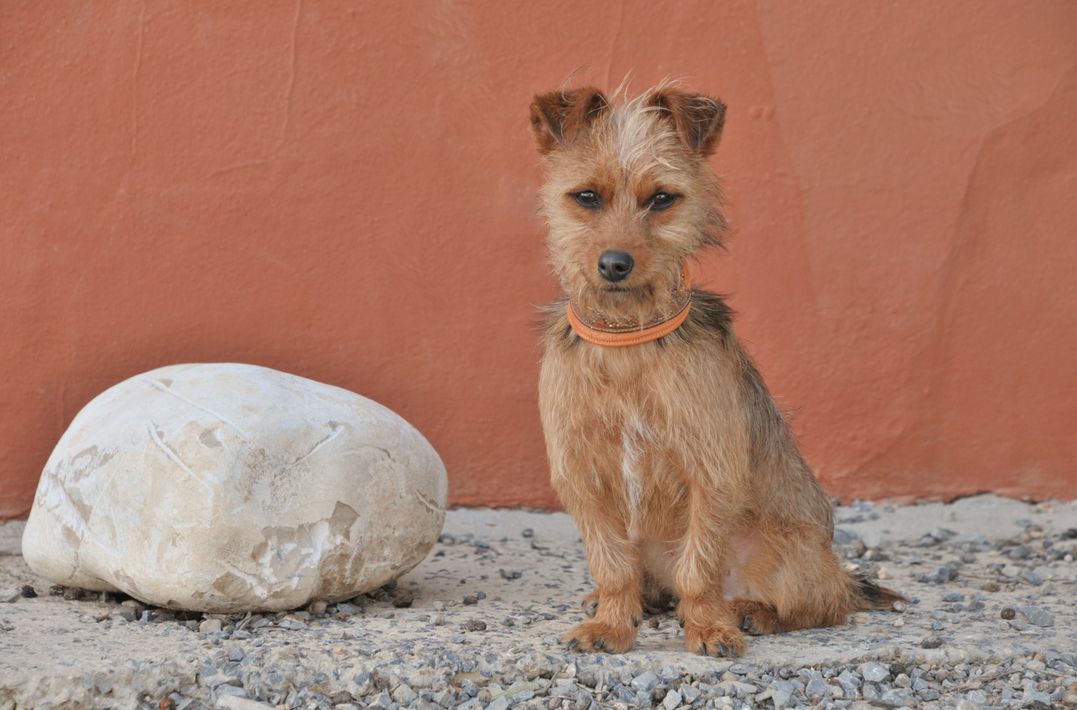 Doris — Yorkshire Terrier - Mischling — Dein Haustier / Tier finden ...