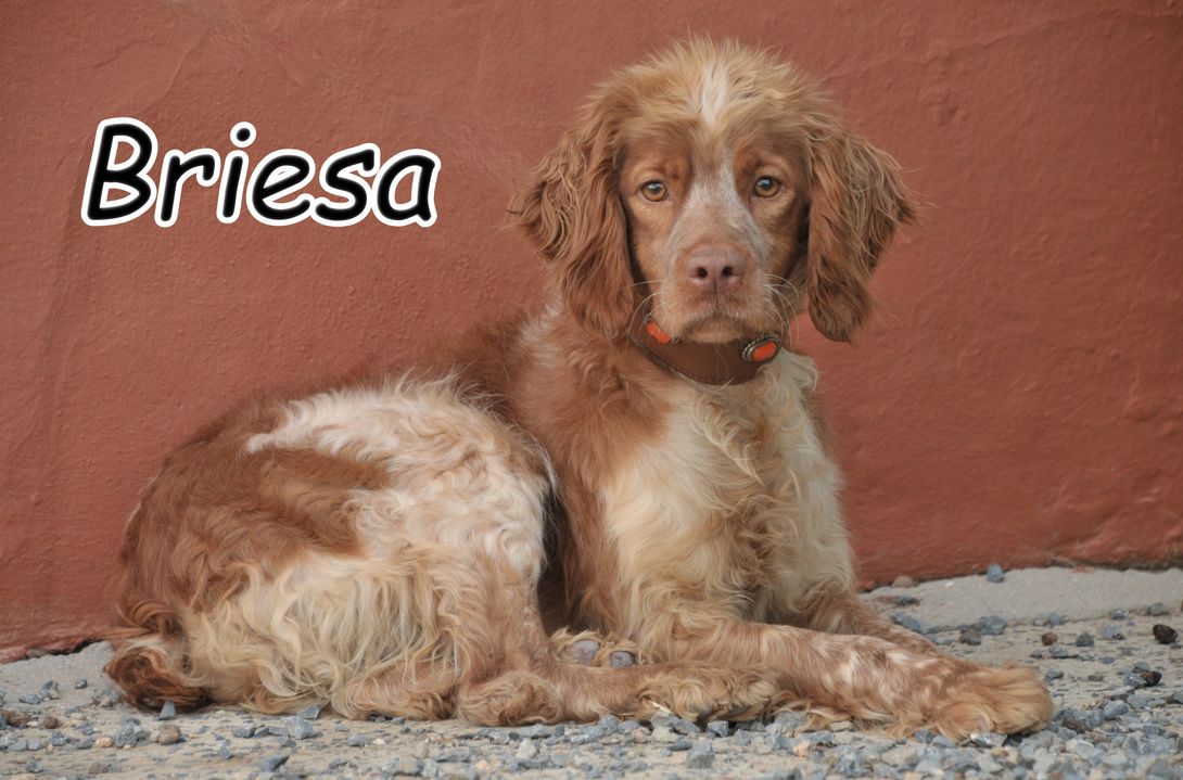 Briesa — Epagneul Breton - Mischling — Dein Haustier / Tier finden ...
