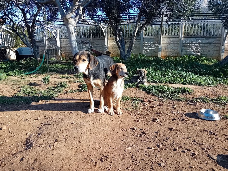 Benji — Mischling — Dein Haustier / Tier finden - Finde deinen ...