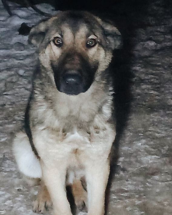 Georgie — Mischling — Dein Haustier / Tier finden - Finde deinen ...