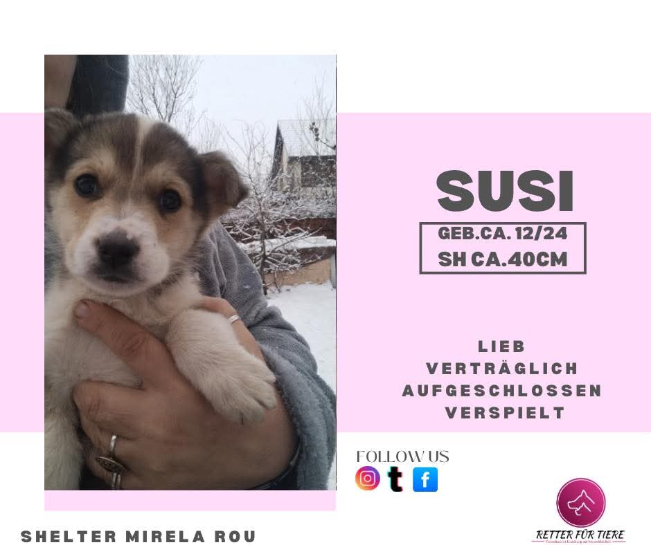 Susi 🐶 ️🐕 — Mischling — Dein Haustier / Tier finden - Finde deinen ...