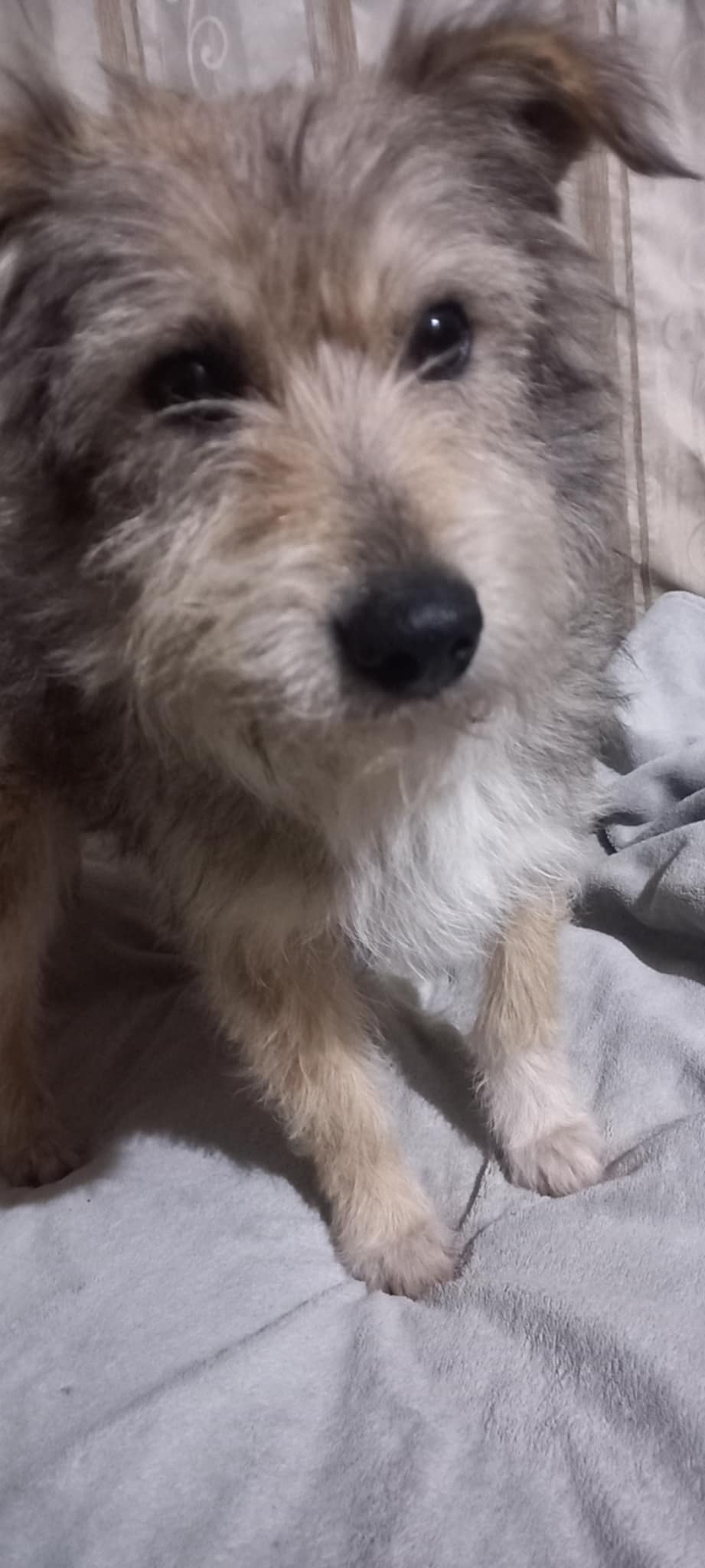 Snuppy — Mischling — Dein Haustier / Tier finden - Finde deinen ...