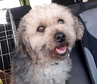 Malea, ängstlich, braucht Zeit — Mischlingshund — Dein Haustier / Tier ...