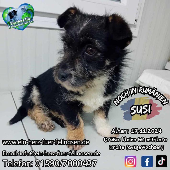 Susi 🐾 — Mischling — Dein Haustier / Tier finden - Finde deinen ...
