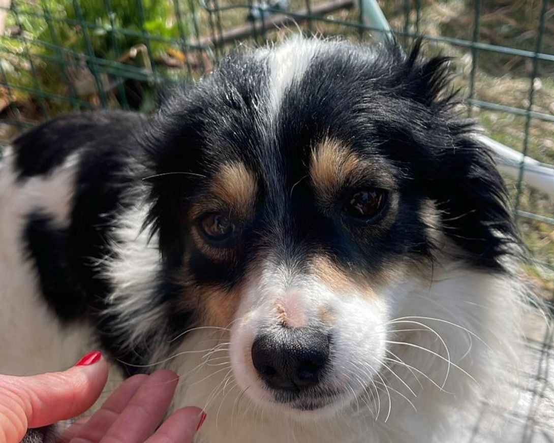 Randolf — Mischling — Dein Haustier / Tier finden - Finde deinen ...