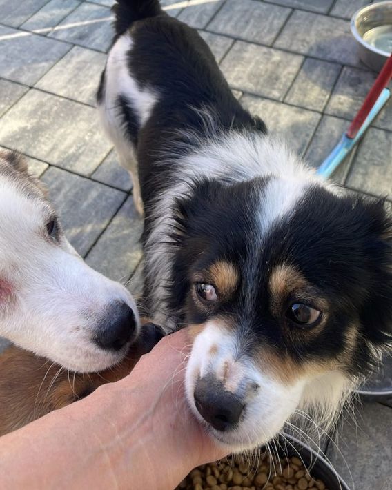 Randolf — Mischling — Dein Haustier / Tier finden - Finde deinen ...