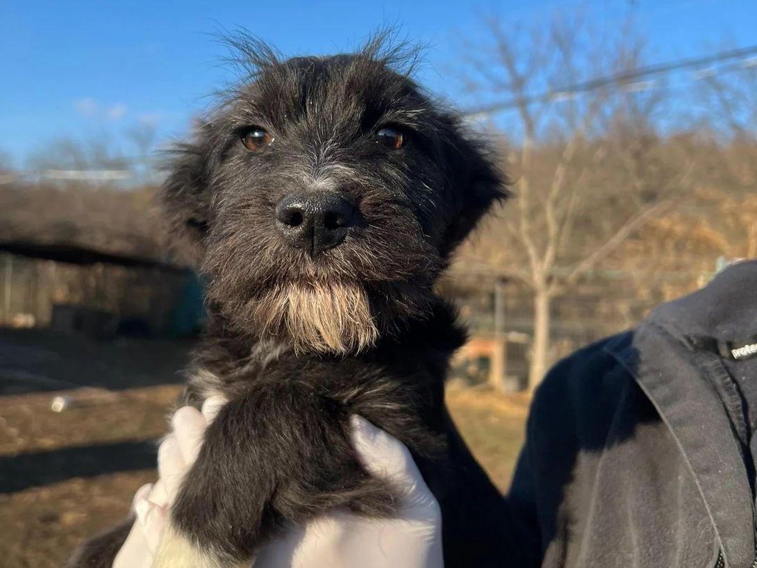 Susi — Mischling — Dein Haustier / Tier finden - Finde deinen passenden ...