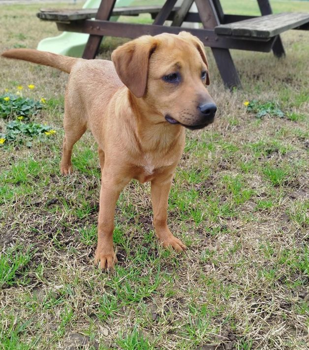 Rayan — Mischling — Dein Haustier / Tier finden - Finde deinen ...