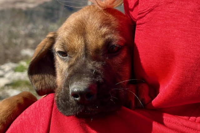 Bender — Mischling — Dein Haustier / Tier finden - Finde deinen ...