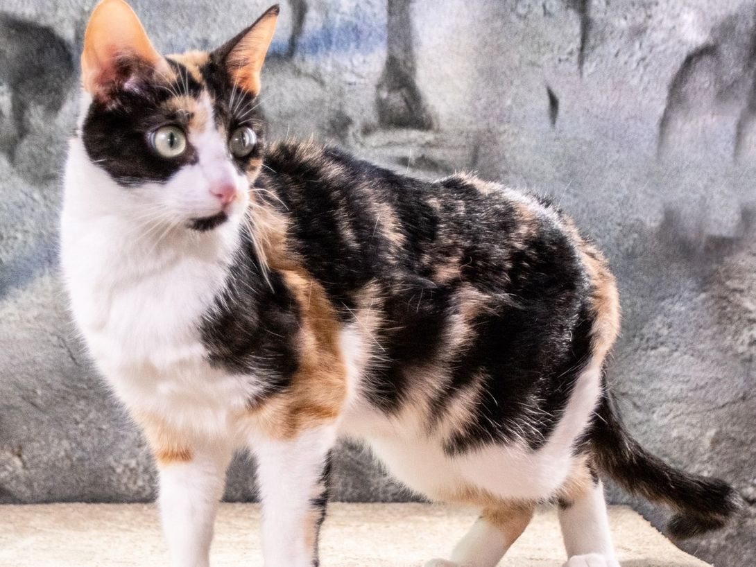 Tika — Mix — Dein Haustier / Tier finden - Finde deinen passenden Hund ...