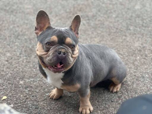 Little Pluto — Französische Bulldogge — Dein Haustier / Tier finden - Finde deinen passenden ...