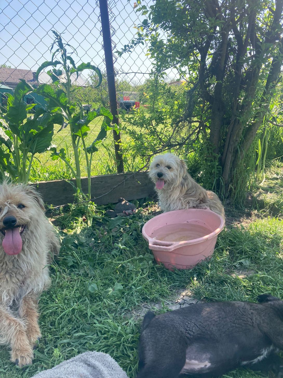 💖Zauberhafte Brenda💖 — Mischling — Dein Haustier / Tier finden - Finde ...