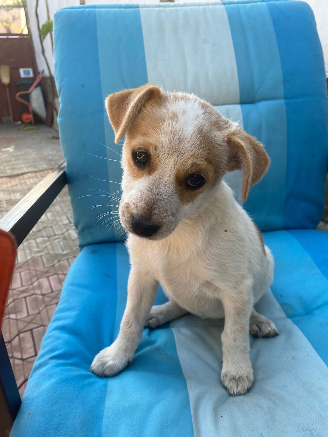 🥰Liebes Welpenmädchen Ida🥰 — Mischling — Dein Haustier / Tier finden ...