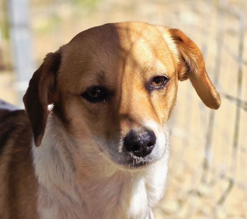Beate — HSH Mischling — Dein Haustier / Tier finden - Finde deinen ...