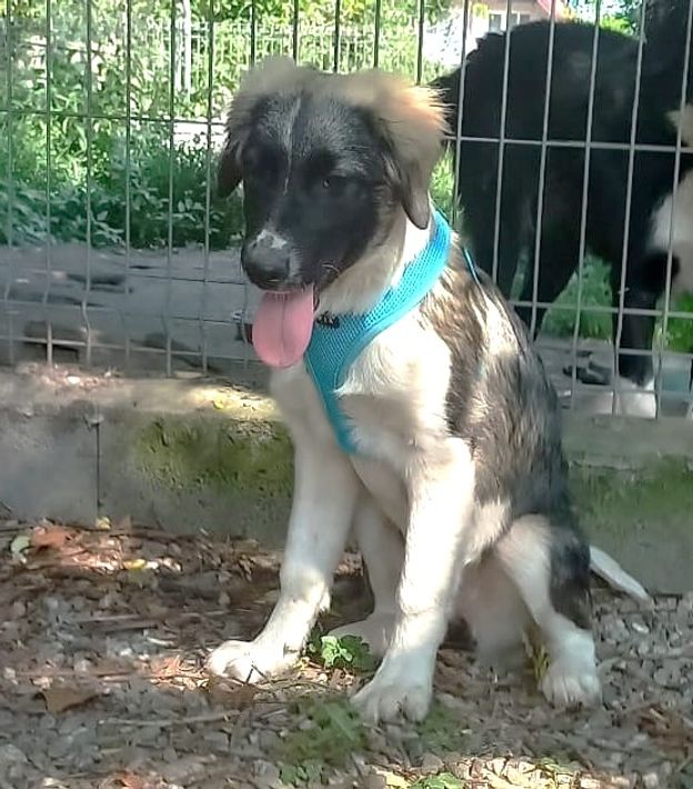 Senta — Mischling — Dein Haustier / Tier finden - Finde deinen ...