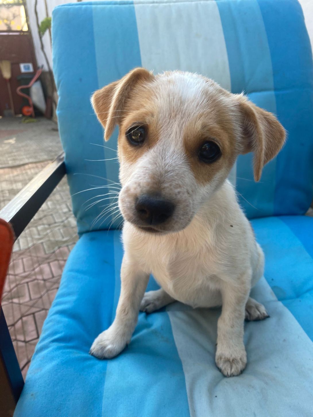 🥰Liebes Welpenmädchen Ida🥰 — Mischling — Dein Haustier / Tier finden ...