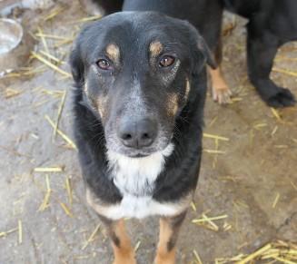 Zauberhafte Amina — Mischling — Dein Haustier / Tier finden - Finde ...