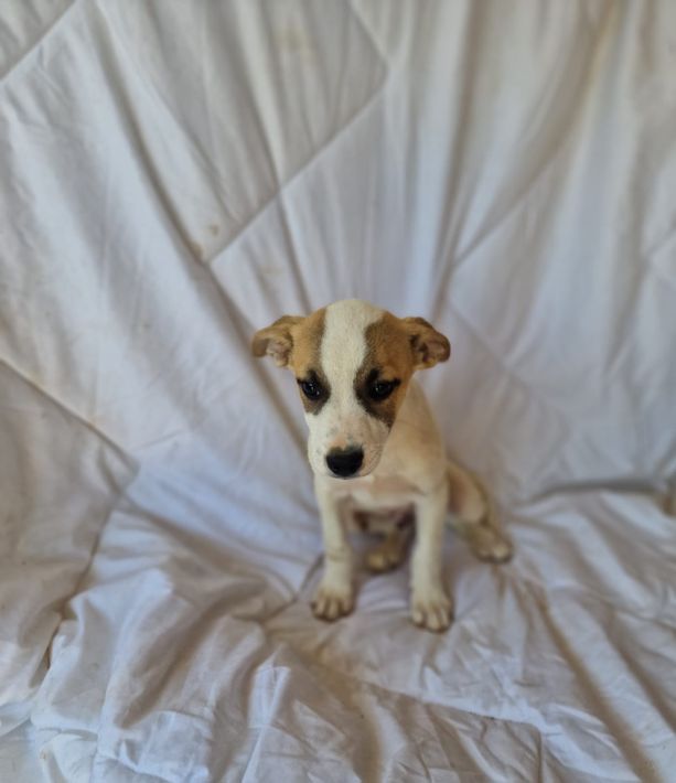 🌸Fröhliche Hündin Ava🌸 — Mischling — Dein Haustier / Tier finden ...