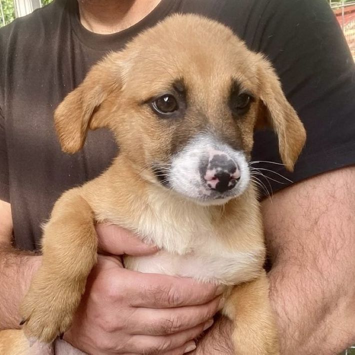 Oreo — Mischling — Dein Haustier / Tier finden - Finde deinen passenden ...