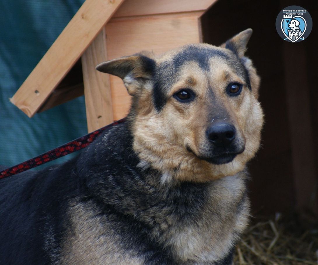 Fred — Mischling — Dein Haustier / Tier finden - Finde deinen passenden ...