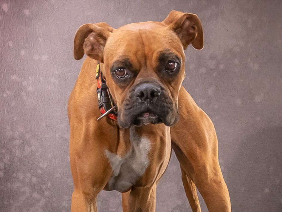 Fiona - eine Knutschkugel — Boxer — Dein Haustier / Tier finden - Finde ...