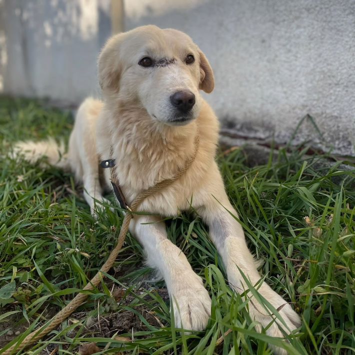 Tuchi der Treue — Mischling — Dein Haustier / Tier finden - Finde ...
