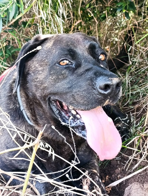 Boxie — Mischling — Dein Haustier / Tier finden - Finde deinen ...