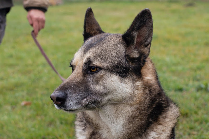 Dax — Schäferhund Mischling — Dein Haustier / Tier finden - Finde ...